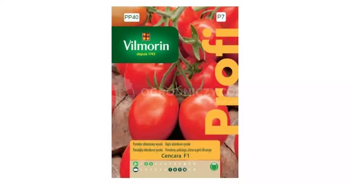 Pomidor szklarniowy Cencara F1 0,2g VILMORIN wysoki, średnio wczesny, owoce czerwone ...